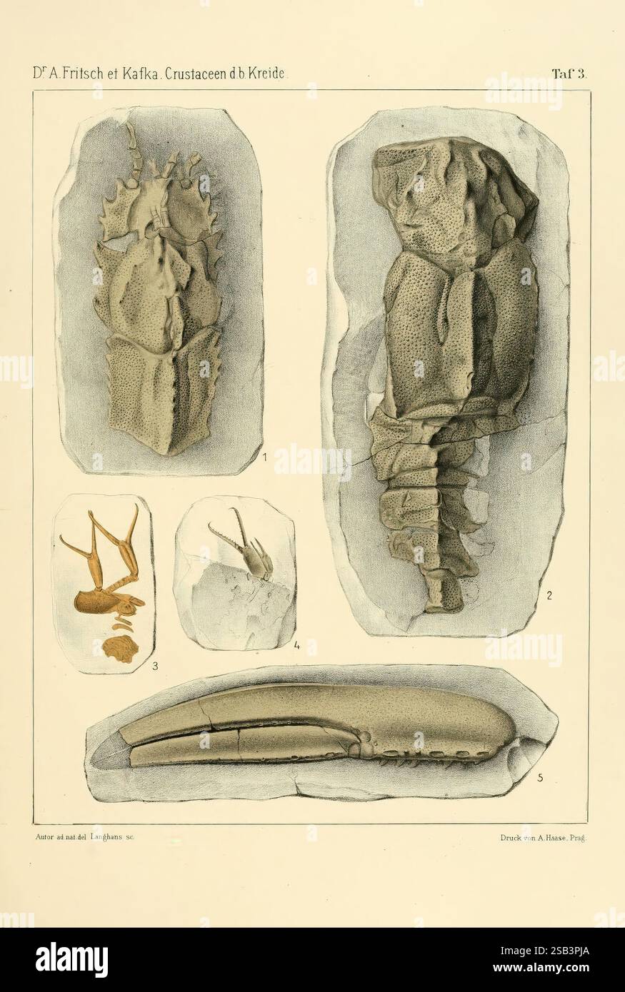 Die Crustaceen der böhmischen Kreideformation, Prag, Selbstverlag, in ...