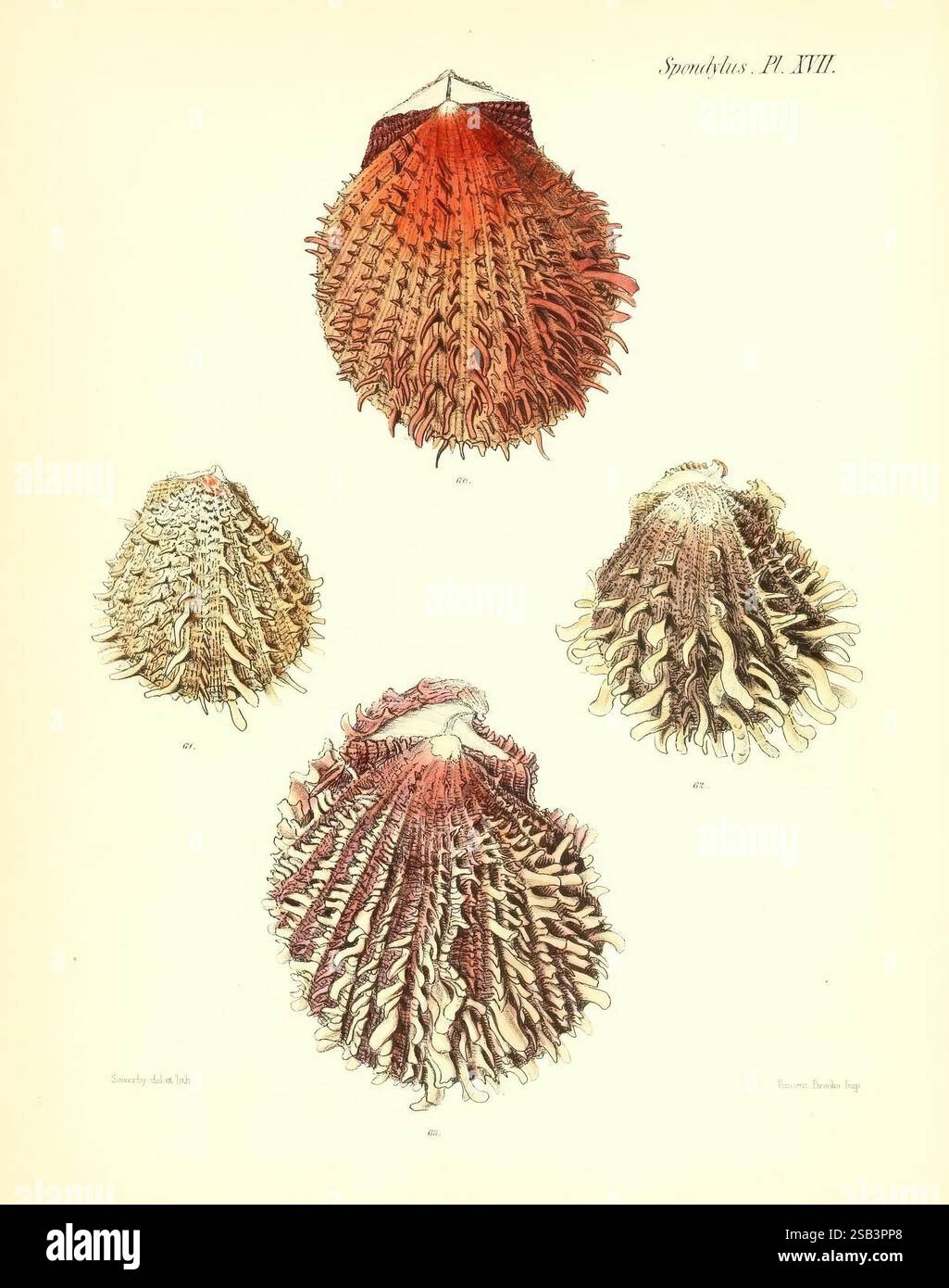 Conchologia Iconica Illustrationen Muscheln Molluscous Animals London ...