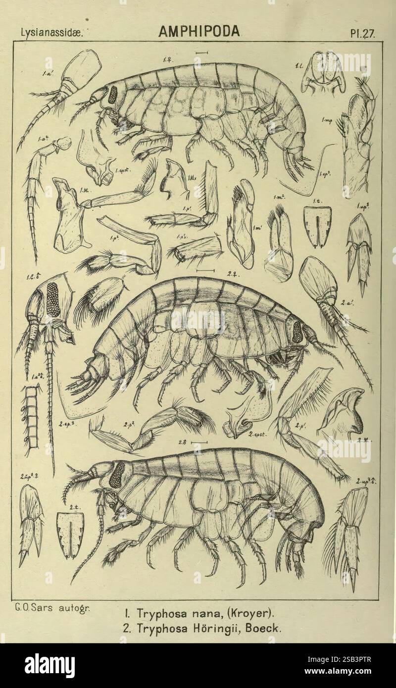 Ein Bericht über die Krustacea von Norwegen. v.1 Amphipoda (Platten ...