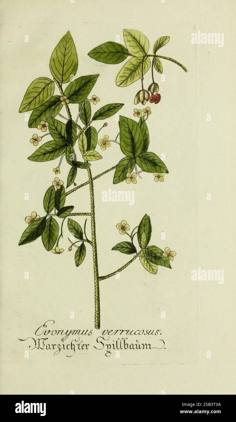 Plantarum indigenarum et exoticarum icones ad vivum coloratae oder ...