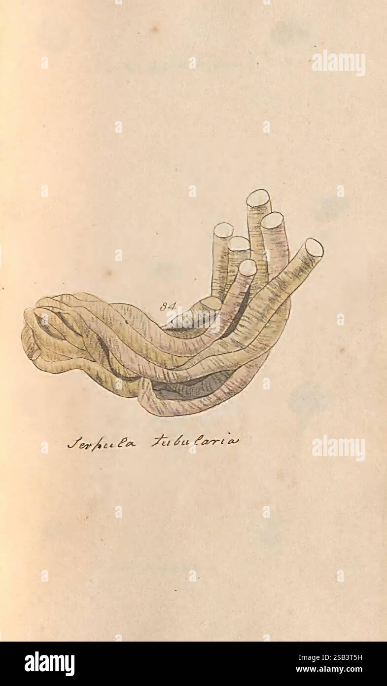 A, konchologisch, Wörterbuch, von, Britisch, Inseln, London, John ...