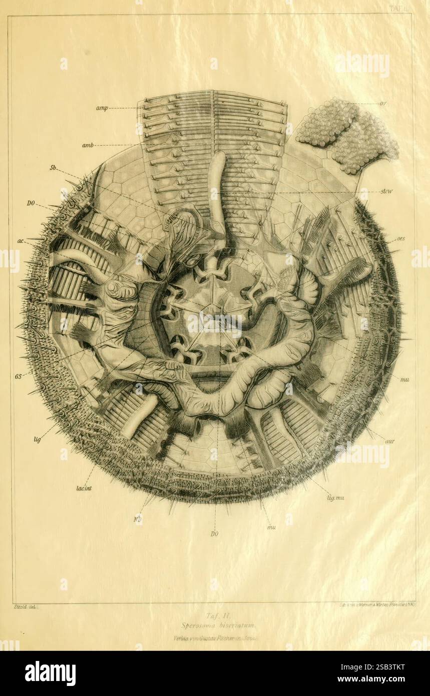 Anatomie der Echinothuriden Jena, G. Fischer, 1906. Anatomie, Seeigel ...