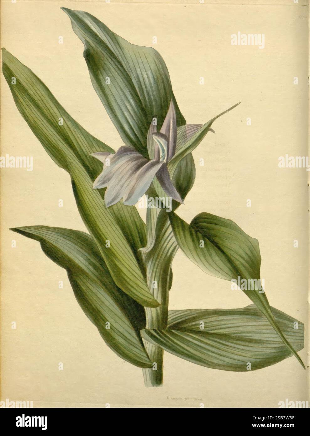 Das botanische Kabinett London John Arthur Arch 1817-1833, Eine ...