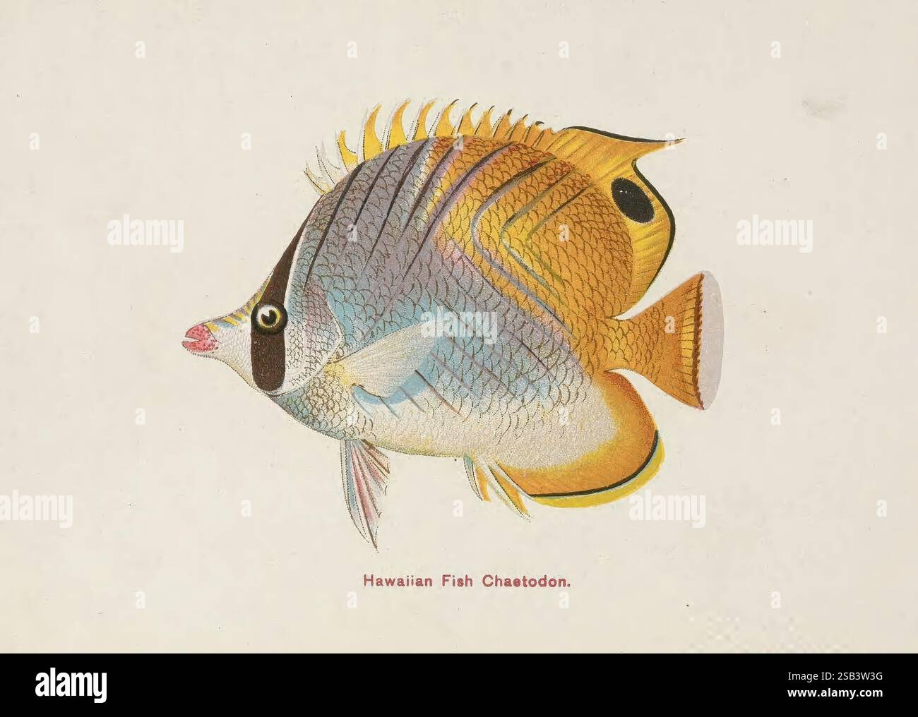 Hawaiianische Fische Honolulu Island Curio Co. Zwischen 1905 und 1910 ...