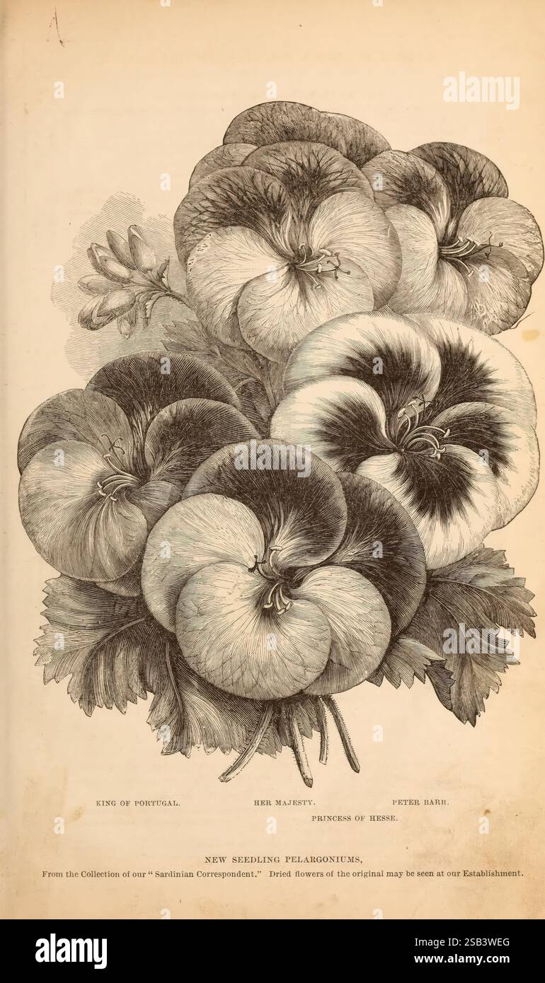 Pelargonium princess -Fotos und -Bildmaterial in hoher Auflösung – Alamy