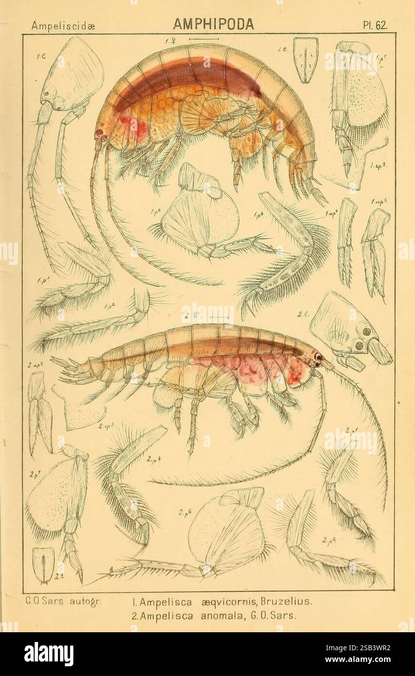 Ein Bericht über die Crustacea von Norwegen, Christiania, A ...