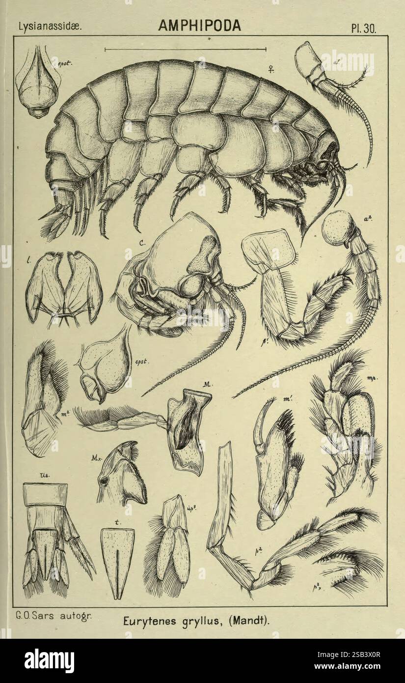 Ein Bericht über die Crustacea of Norway Amphipoda Plates Christiania ...