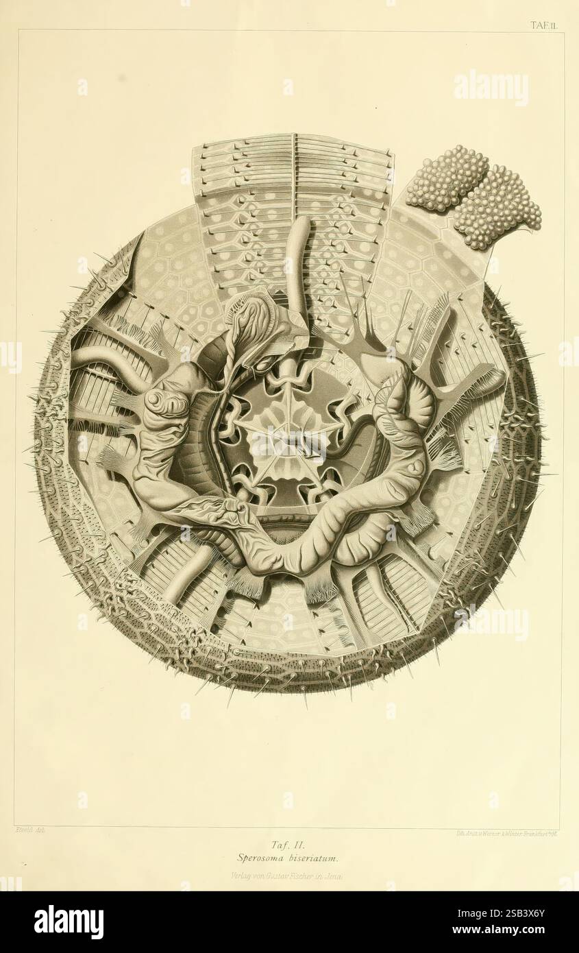 Organismen komplexe anatomie -Fotos und -Bildmaterial in hoher ...