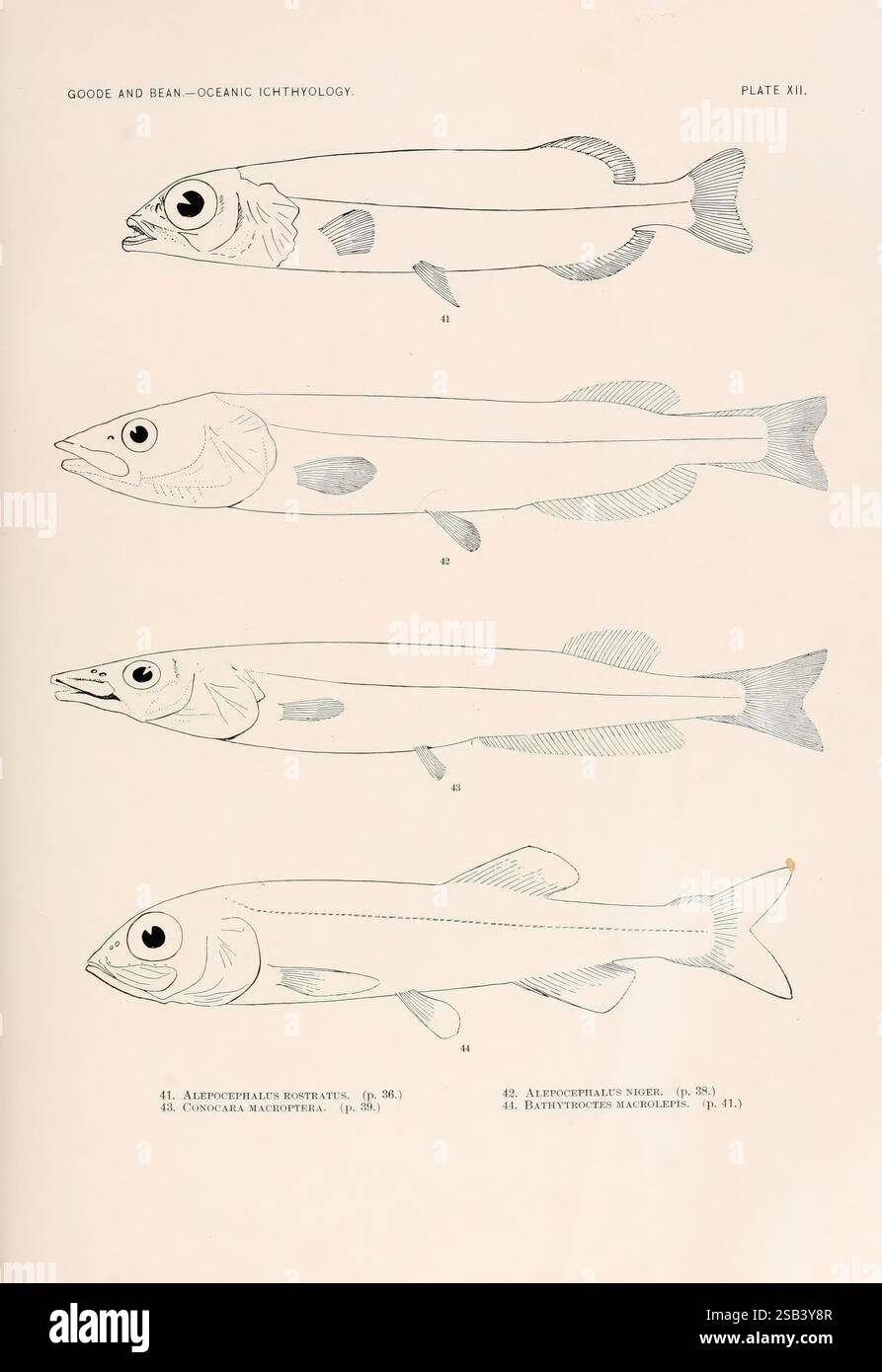 Ozeanische Ichthyologie, v.22 Atlas Cambridge, USA 1896 Atlantischer ...