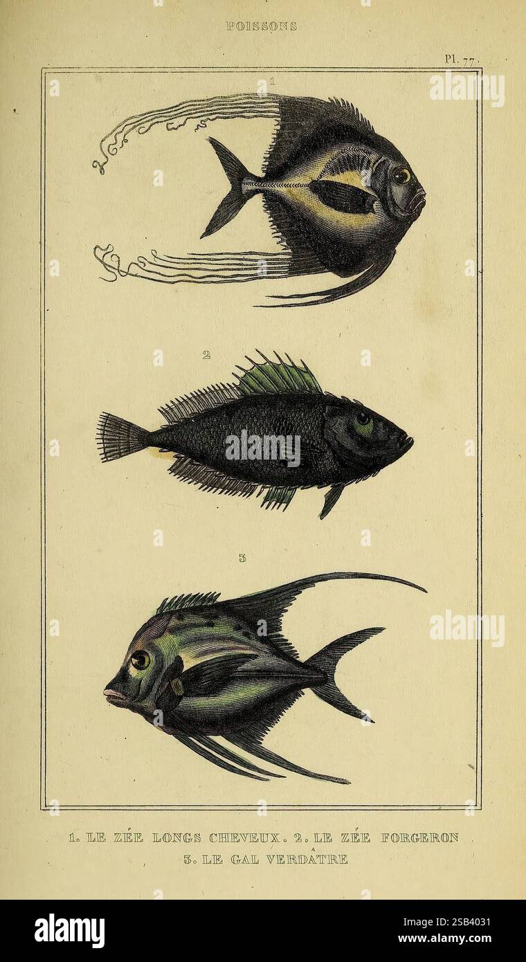 Oeuvres du comte de Lacépède, Paris, P. Duménil, 1836, Naturgeschichte ...