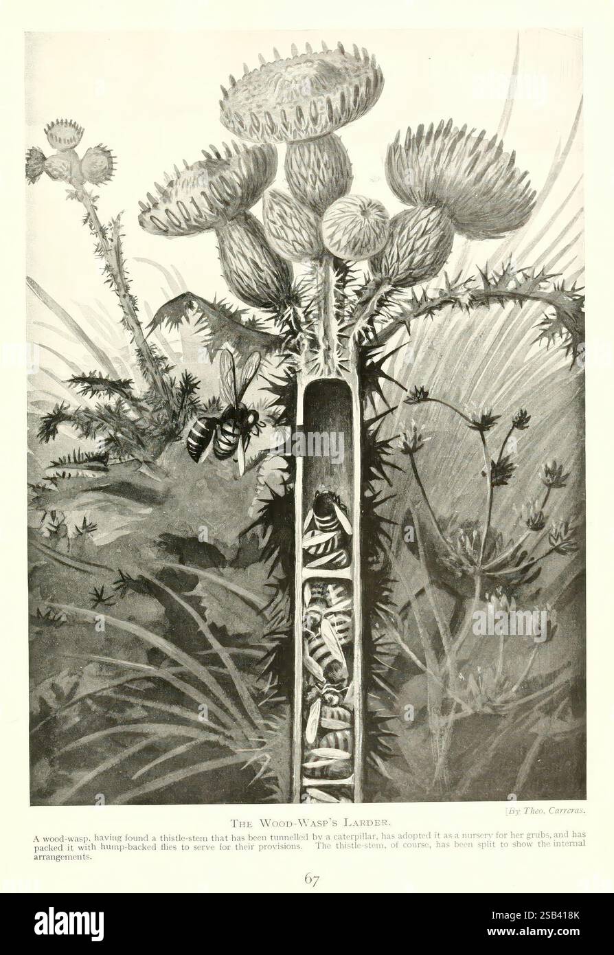 Marvels of Insecte Life, New York, R. M. McBride, 1916, Wespe, Insekten ...