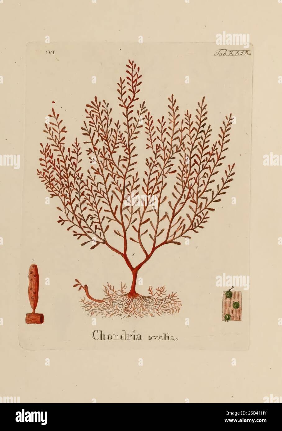 Hydrophytologiae Regni Neapolitani Icones Neapoli ex Typographia ...