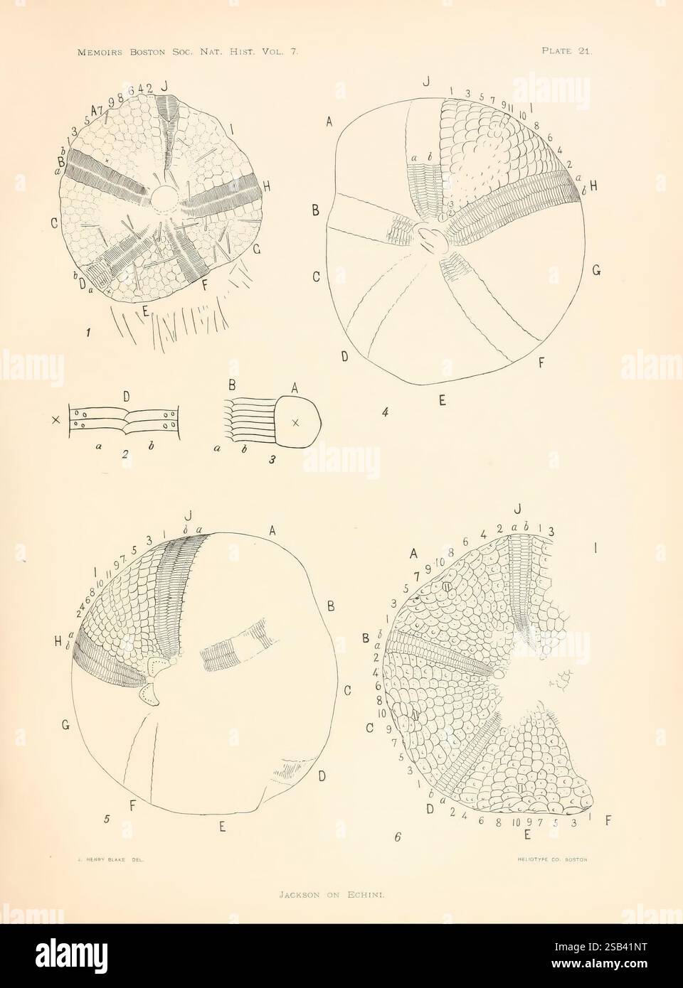 Phylogenie der Echini, Boston, die Gesellschaft, 1912, Paläontologie ...