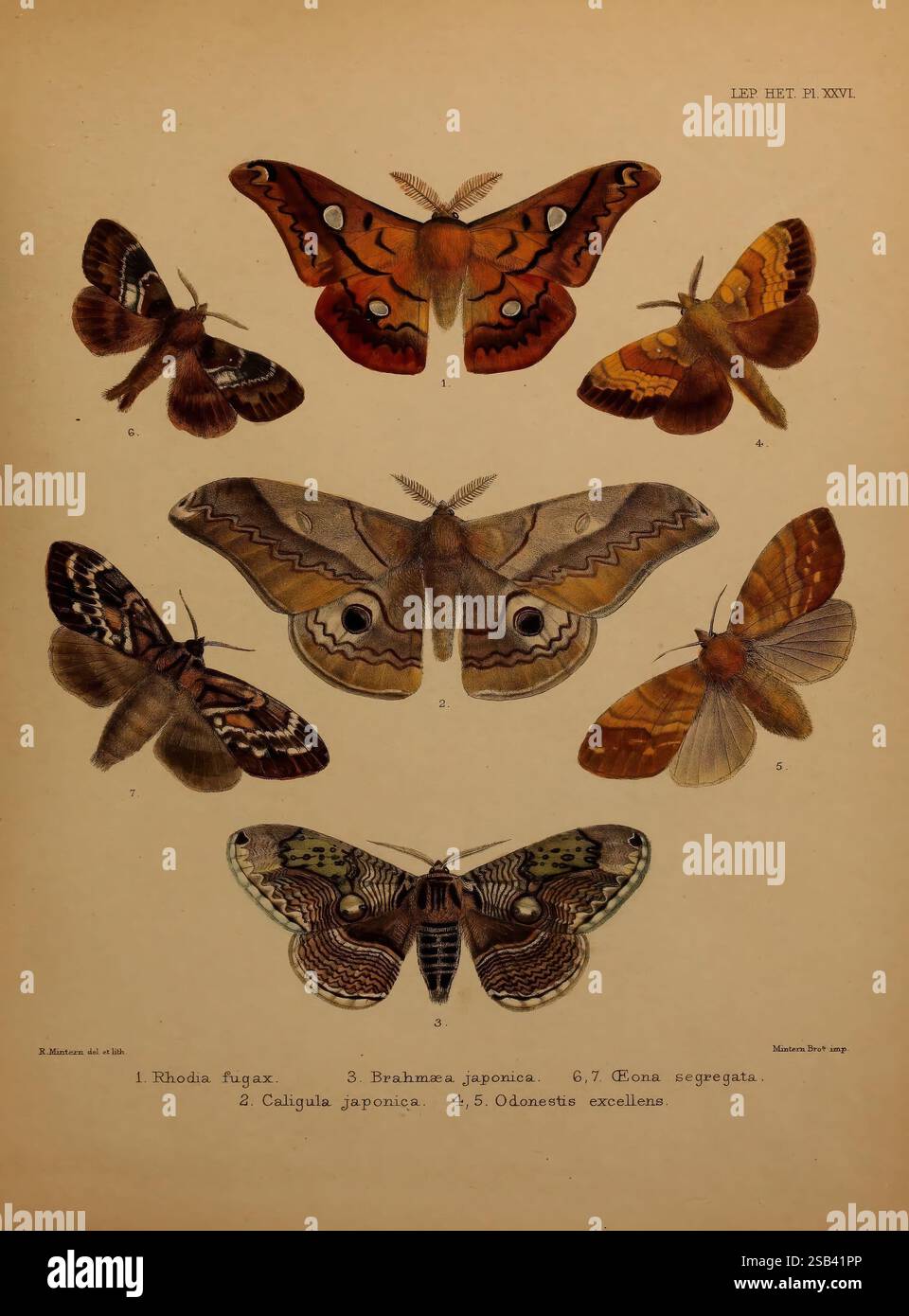 Illustrationen typischer Exemplare von Lepidoptera, Heterocera in der ...