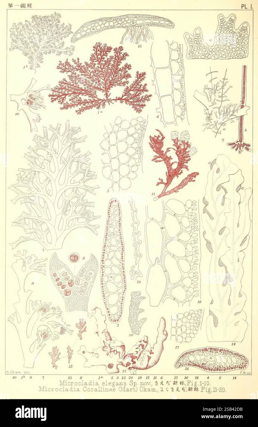 Ikonen der japanischen Algen Tokio Kazamashobo 1907-1942 Algen Botany ...
