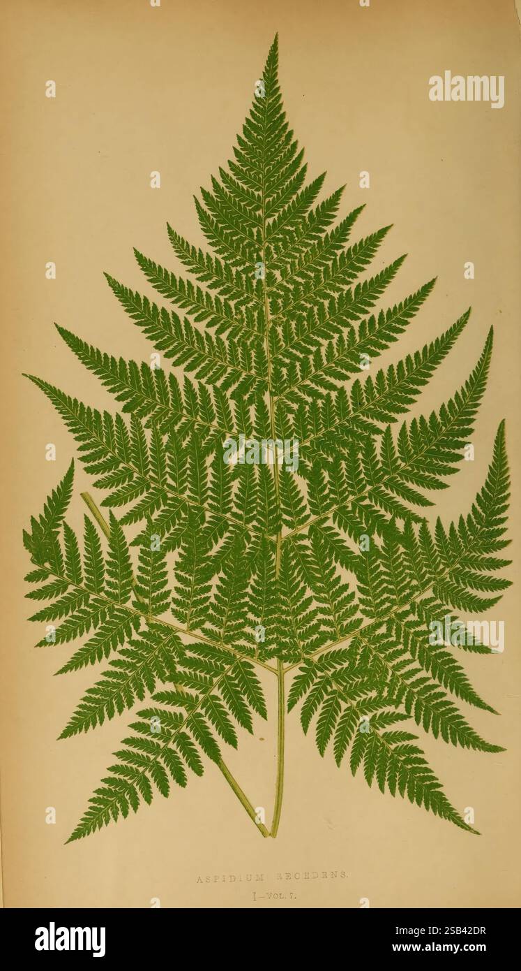 Farne: Britisch und exotisch 1856-60. Farne, Aspidium roedens, Tectaria ...