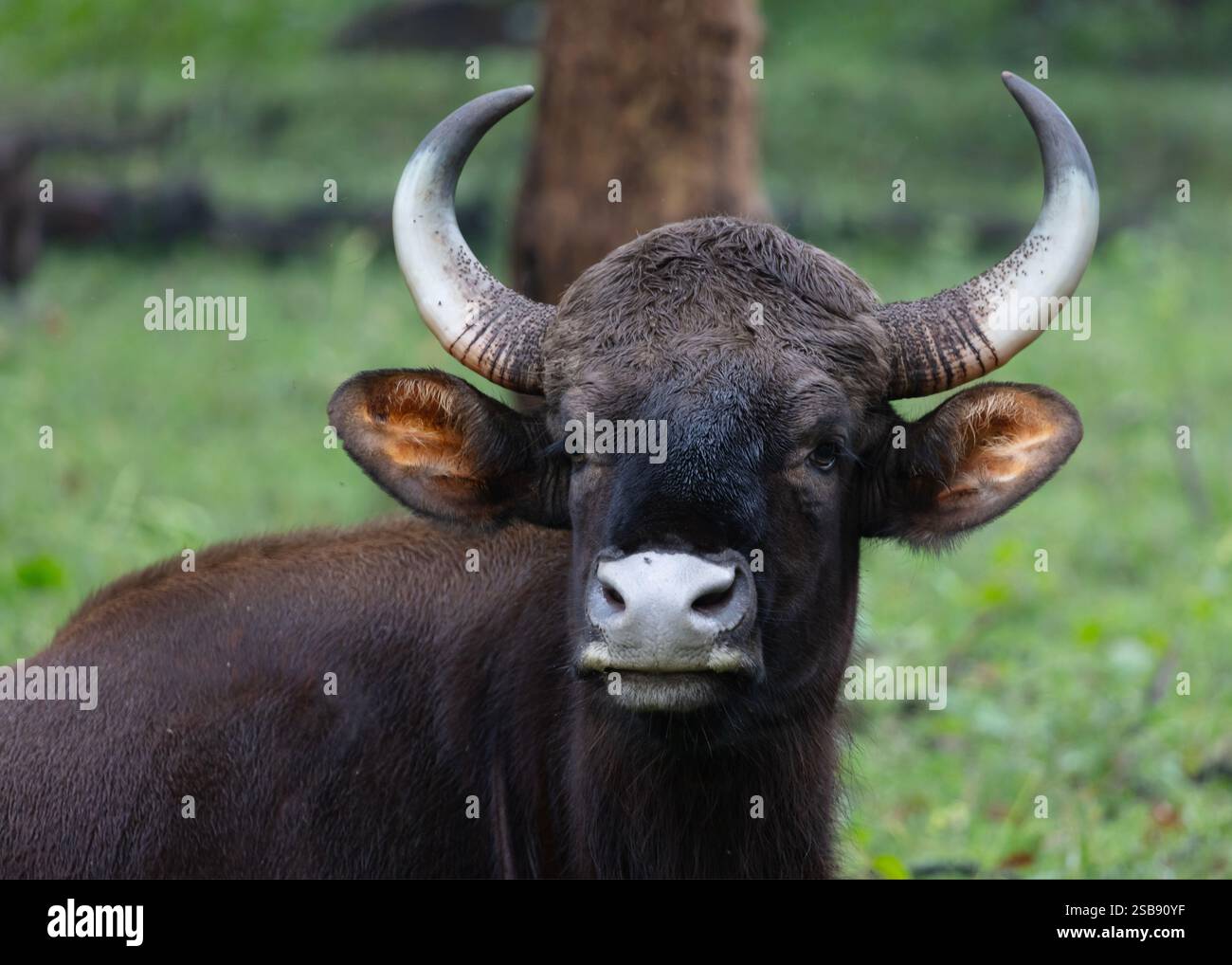 Der Gaur (Bos gaurus) ist das größte Rinder der Welt im Nagarhole ...