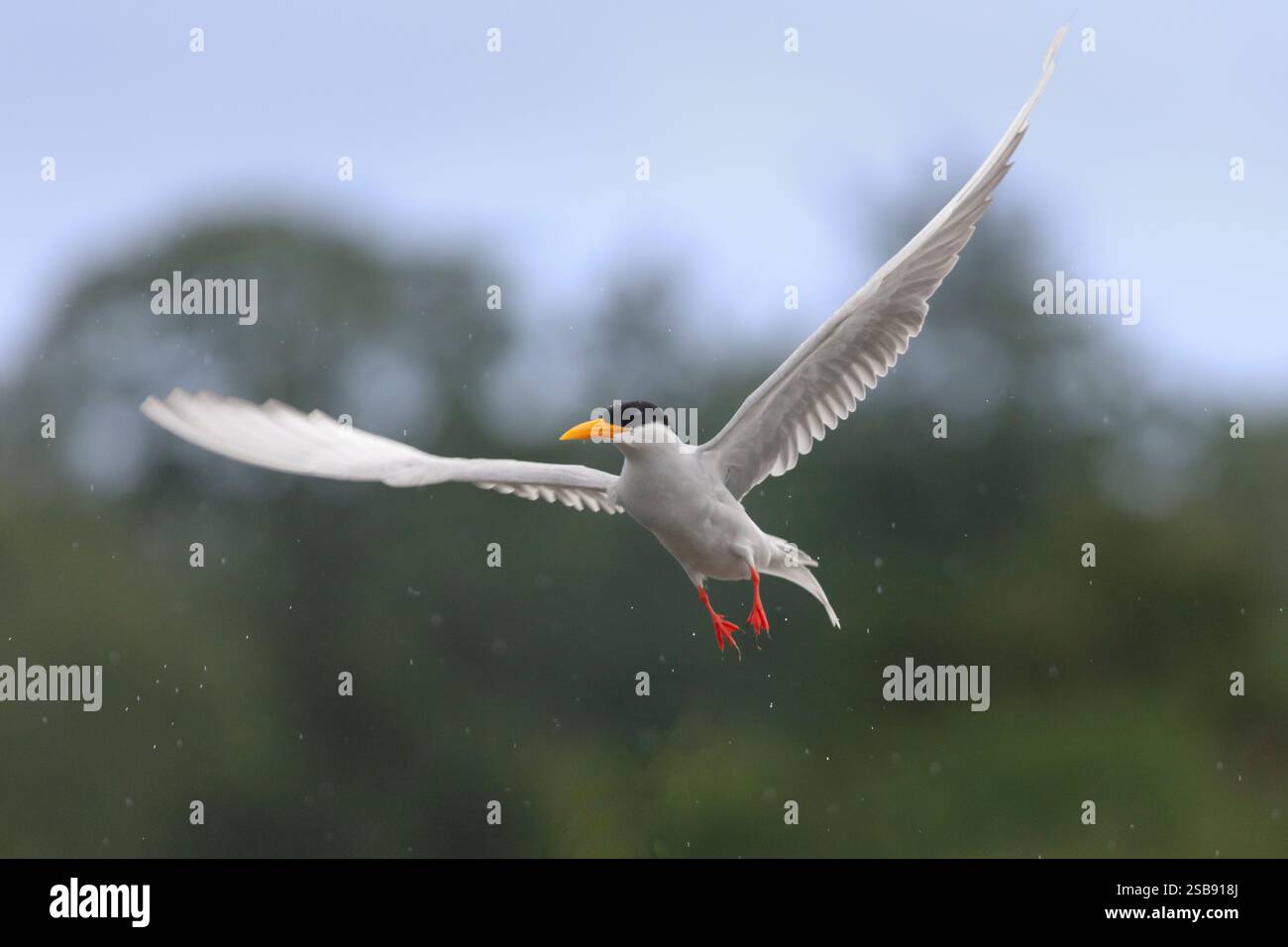 Eine River Tern im Kabini Resevoir (Sterna aurantia) im Nagarhole NP ...