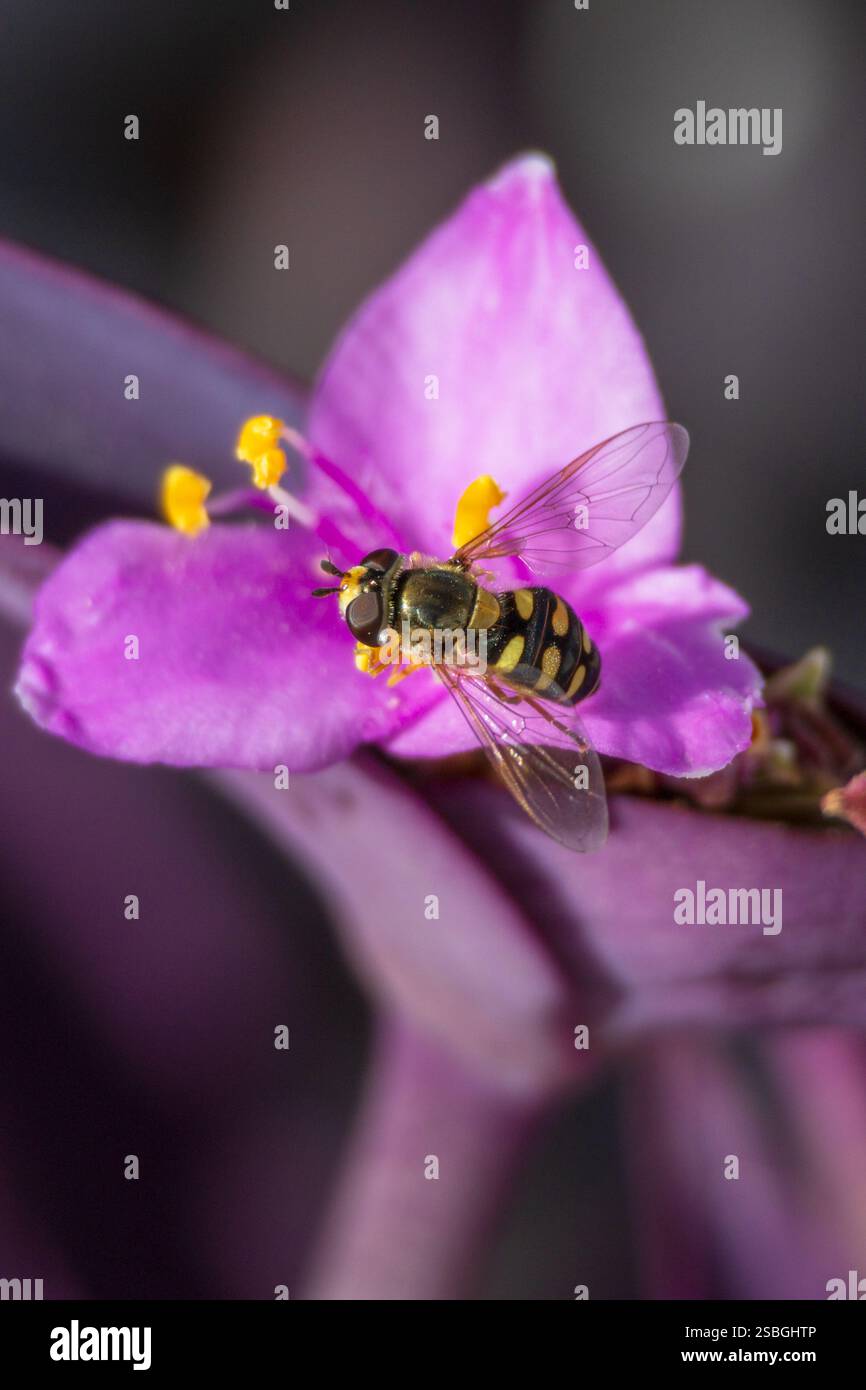 Metasyrphus corollae -Fotos und -Bildmaterial in hoher Auflösung – Alamy