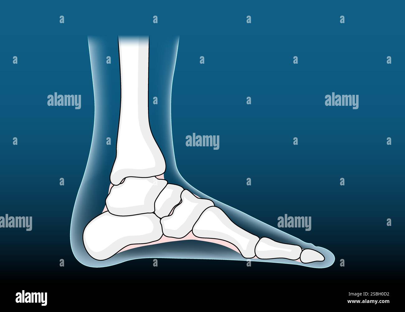 Anatomie der Fussgelenke. Fußknochensymbole wie Röntgenbilder ...