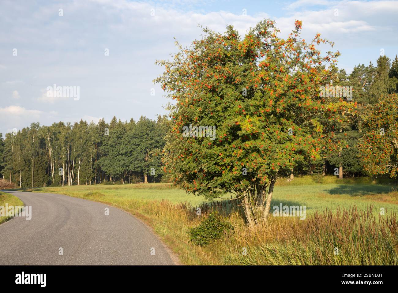 Vogelbaum, Sorbus aucuparia, mit Vogelbeeren im Herbst in einer offenen ...