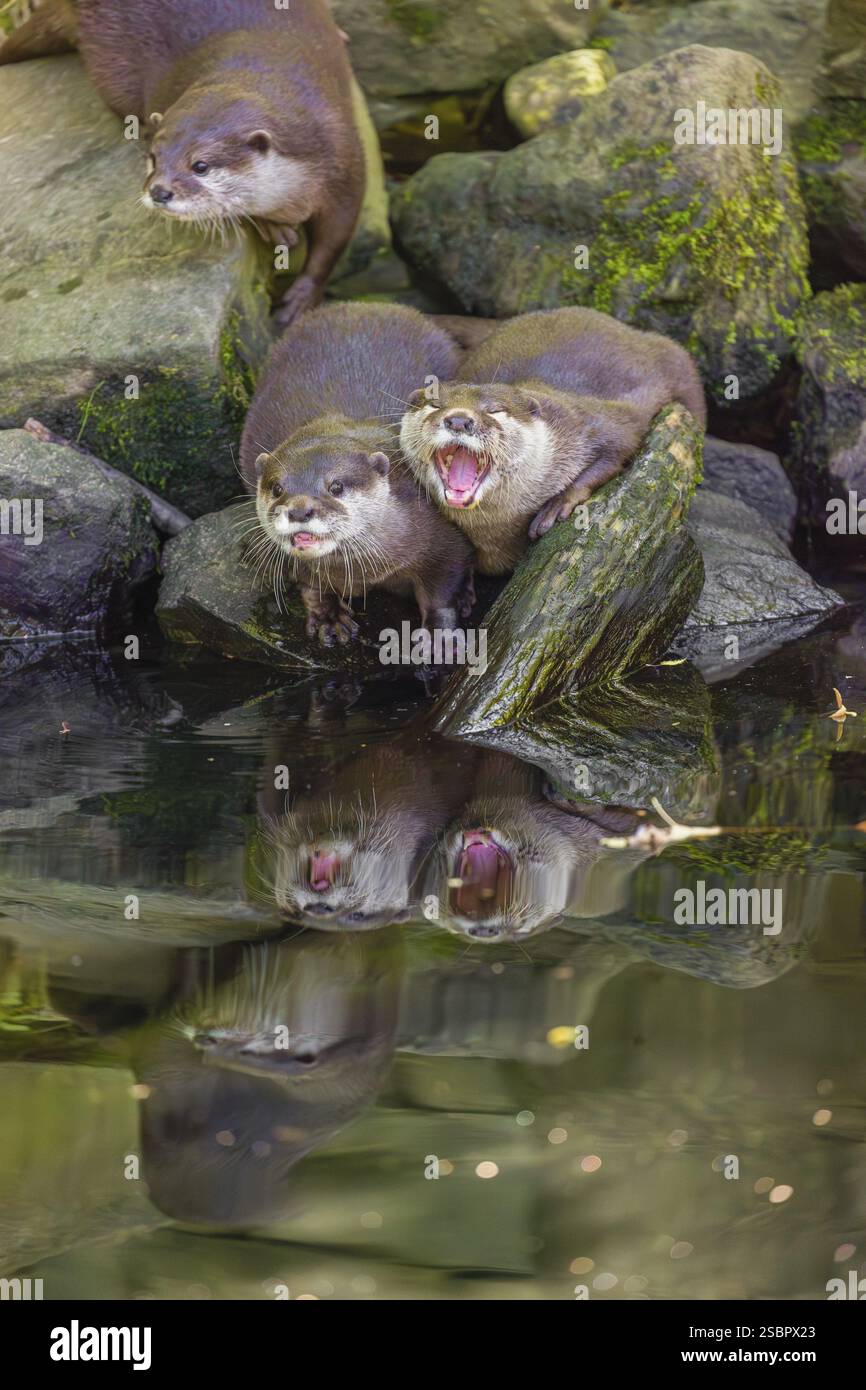 Drei orientalische Kleinklauenotter oder asiatische Kleinklauenotter ...