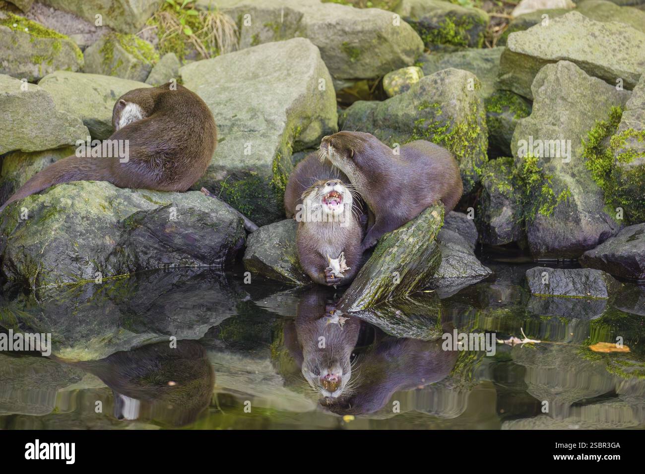 Drei orientalische Kleinklauenotter oder asiatische Kleinklauenotter ...