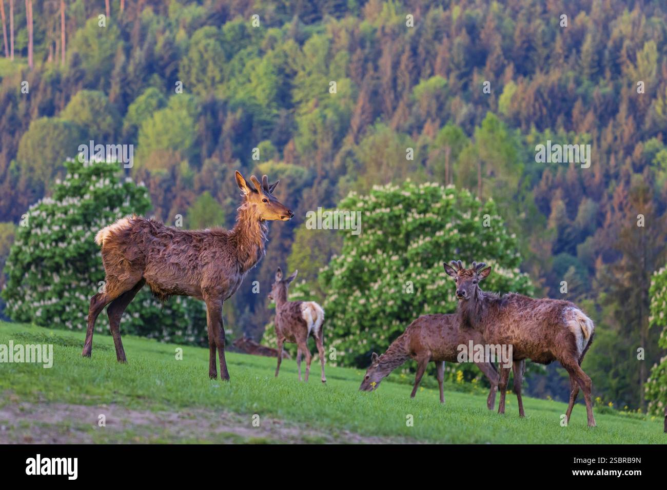 Ein männlicher Altai maral, Altai wapiti oder Altai Elch (Cervus ...
