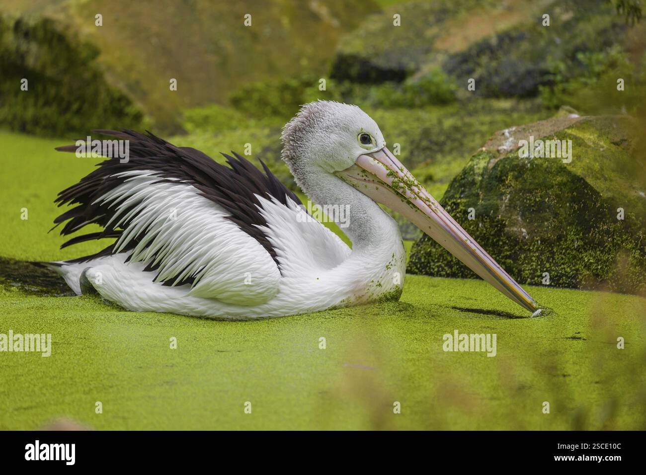Wilder australischer vogel in einem teichfoto -Fotos und -Bildmaterial ...