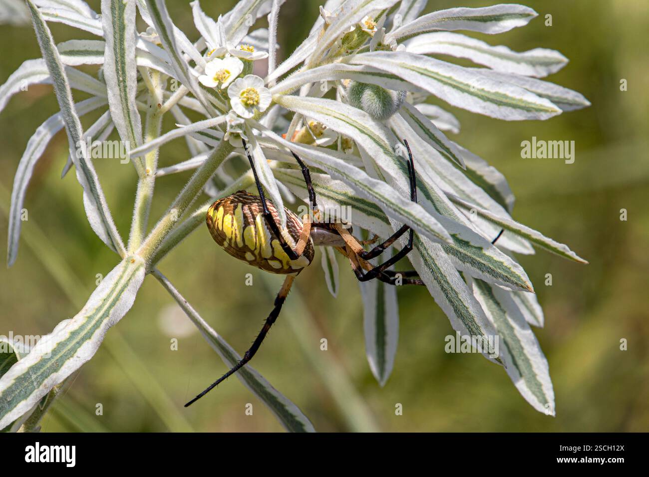 Texas berg -Fotos und -Bildmaterial in hoher Auflösung – Alamy