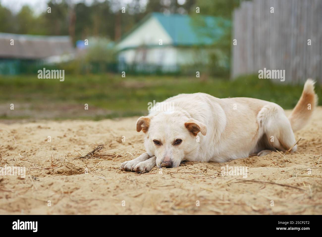 Der rote Megrel-Hund spaziert im Park. Halbbrüte weiße Schweizer ...