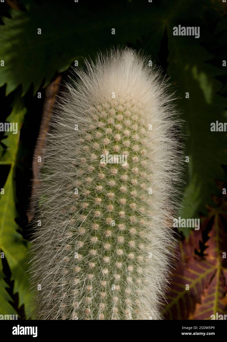 Sein fell ist zu haarig -Fotos und -Bildmaterial in hoher Auflösung – Alamy