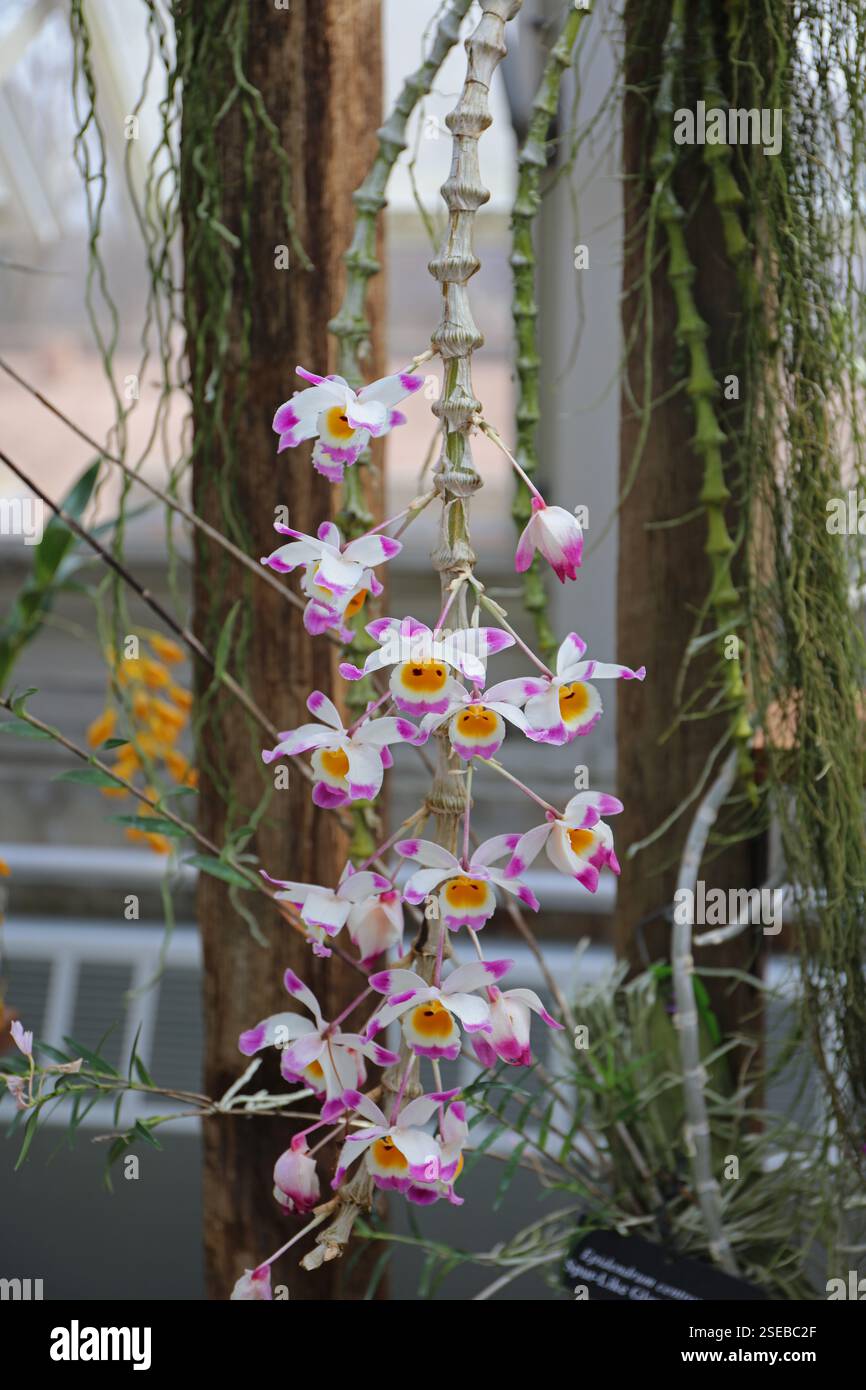 Dendrobium pendulum -Fotos und -Bildmaterial in hoher Auflösung – Alamy