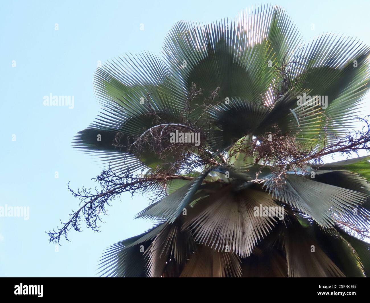 (Copernicia fallaensis), Plantae, Circuito Sur, Cienfuegos, CU ...