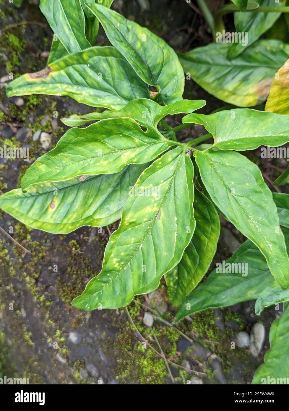 5 vefingers (Syngonium angustatum), Plantae, Guishan Kraftwerk [New ...