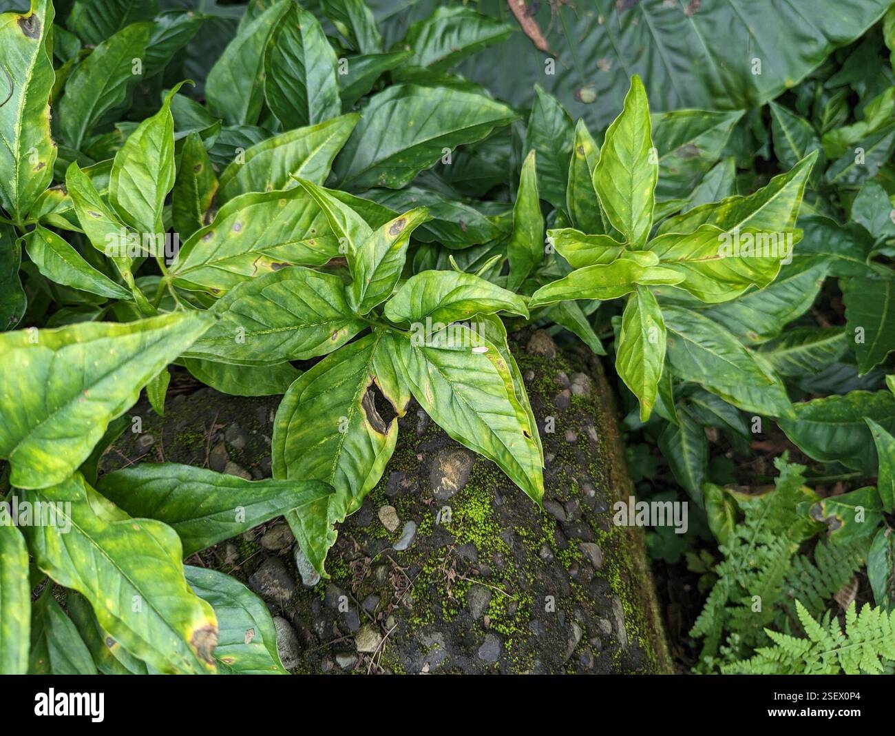 5 vefingers (Syngonium angustatum), Plantae, Guishan Kraftwerk [New ...