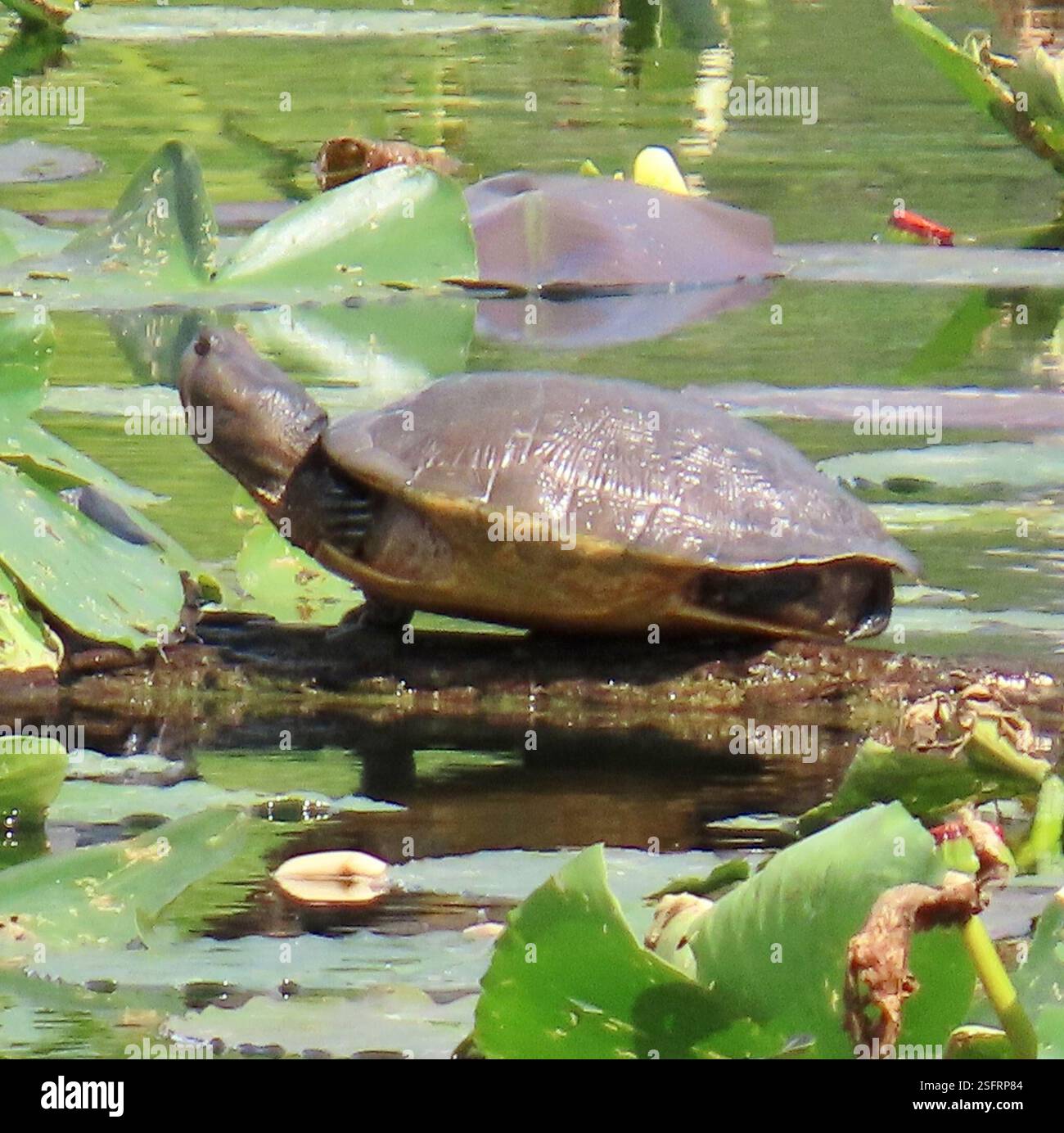 Cuban Slider (Trachemys decussata), Reptilia, Pinar del Río, CU, zwei ...