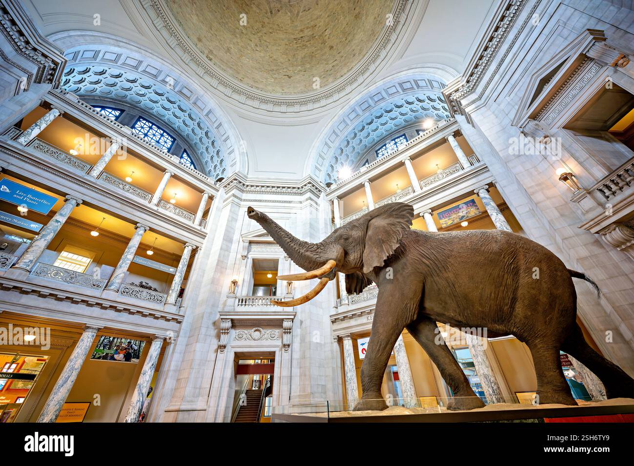 WASHINGTON DC – Henry der Elefant steht in der zentralen Rotunde des ...