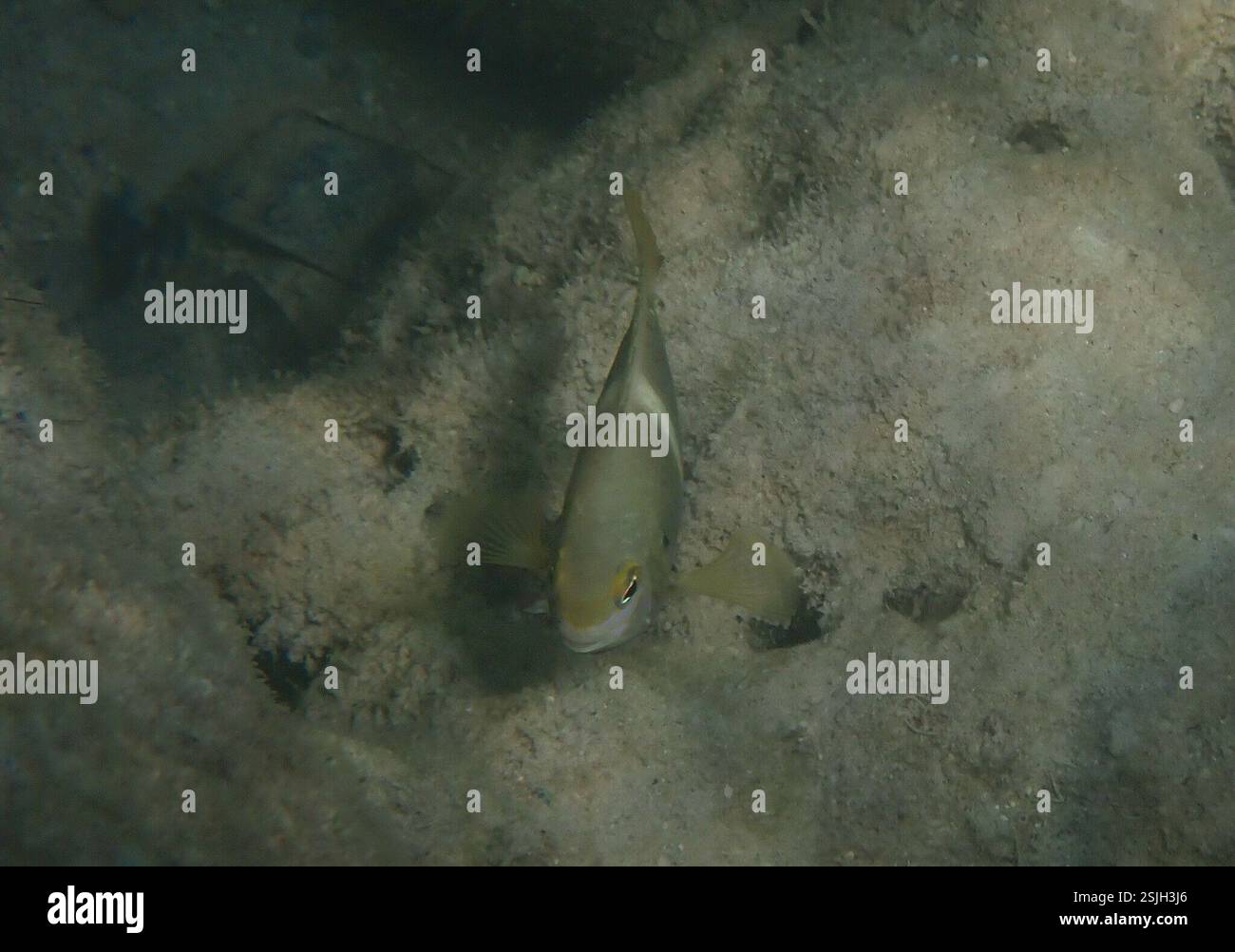 Twospot Demoiselle (Chrysiptera biocellata), Actinopterygii, Ko Phra ...