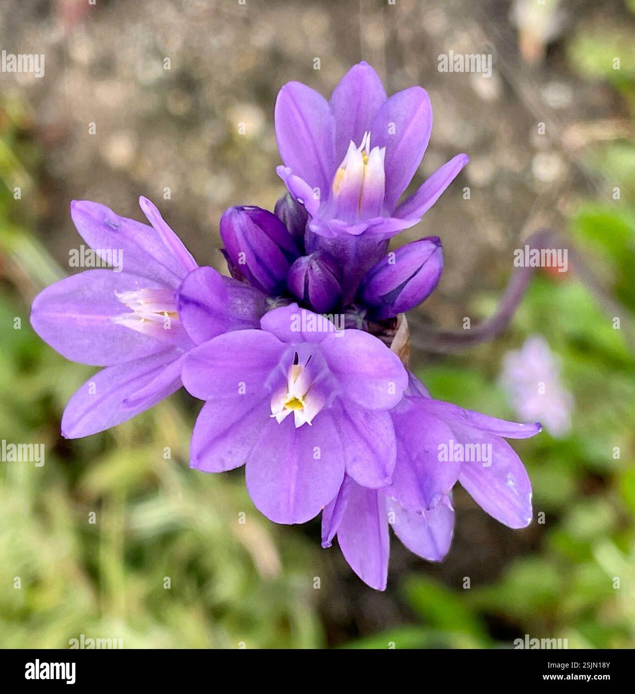 Blue Dicks (Dipterostemon capitatus), Plantae, Fort Ord National ...