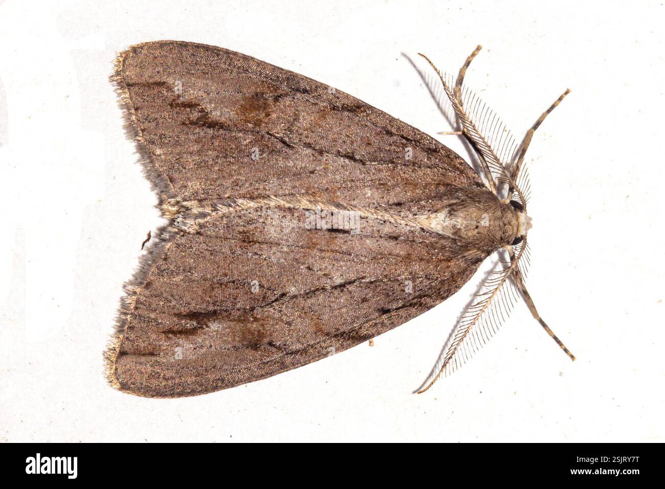 (Pseudocoremia lupinata), Insecta, Mount Hamilton, Neuseeland, Ein paar ...