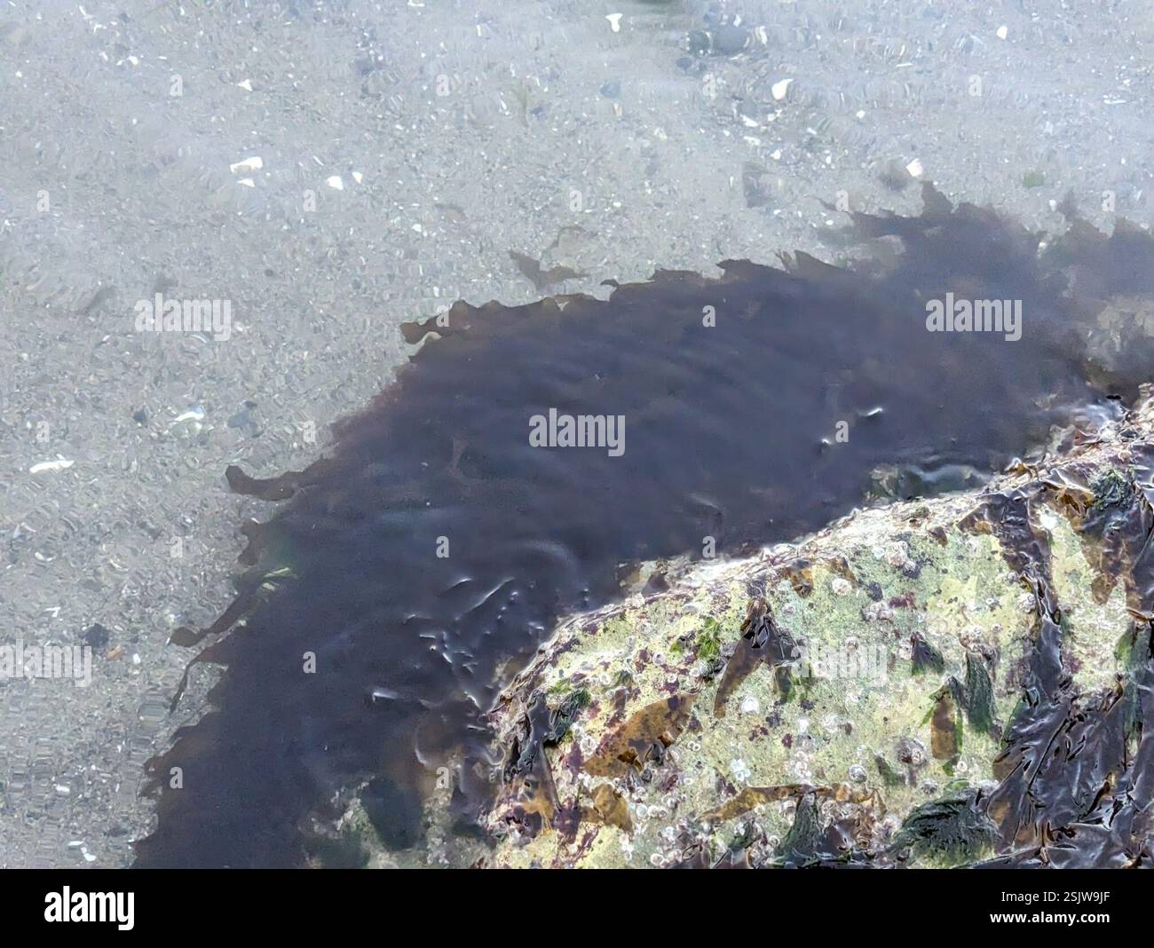 Pyropia algen -Fotos und -Bildmaterial in hoher Auflösung – Alamy