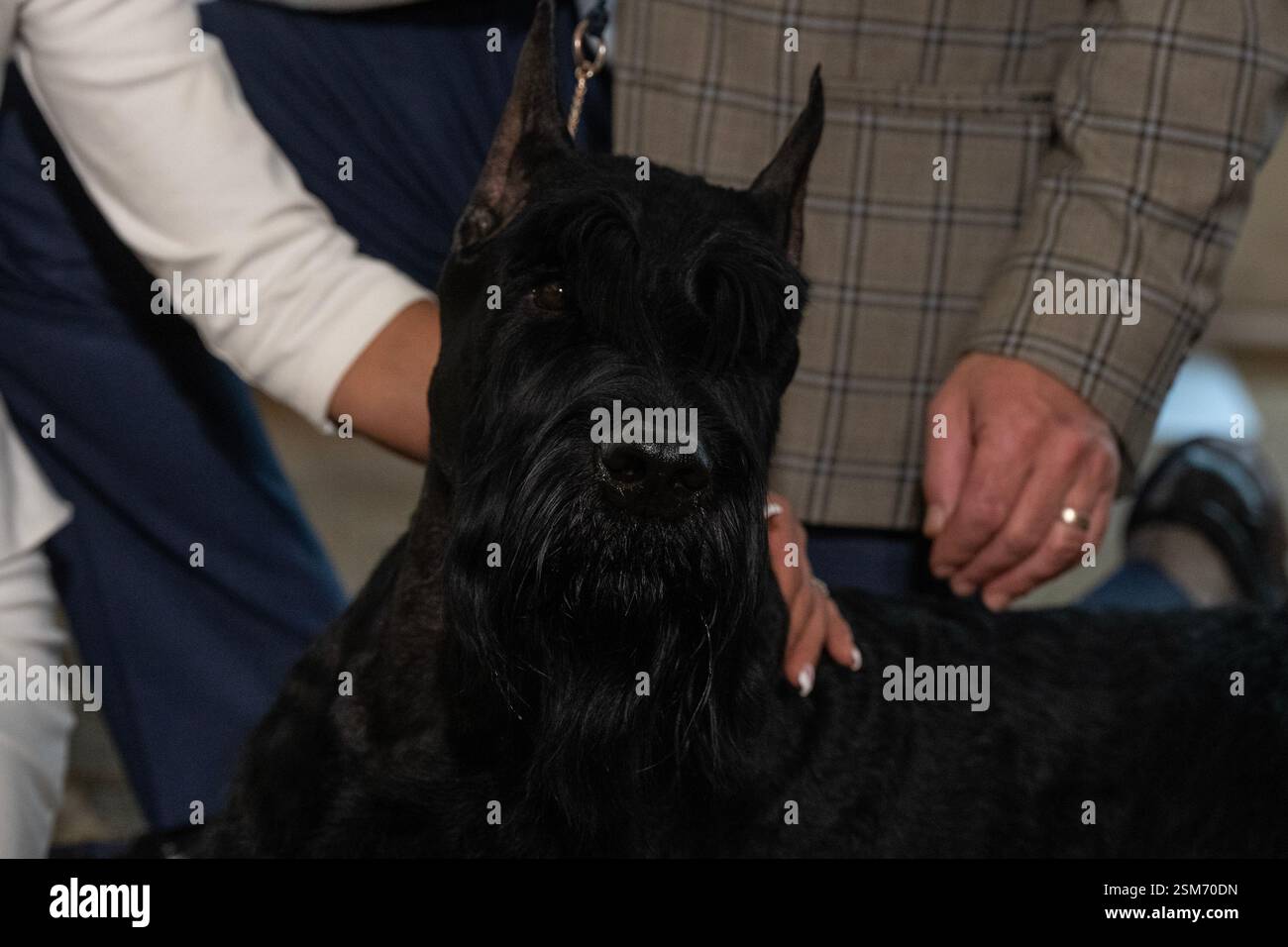 New York, USA. Februar 2025. Monty, der Riesenschnauzer-Hund, Gewinner ...