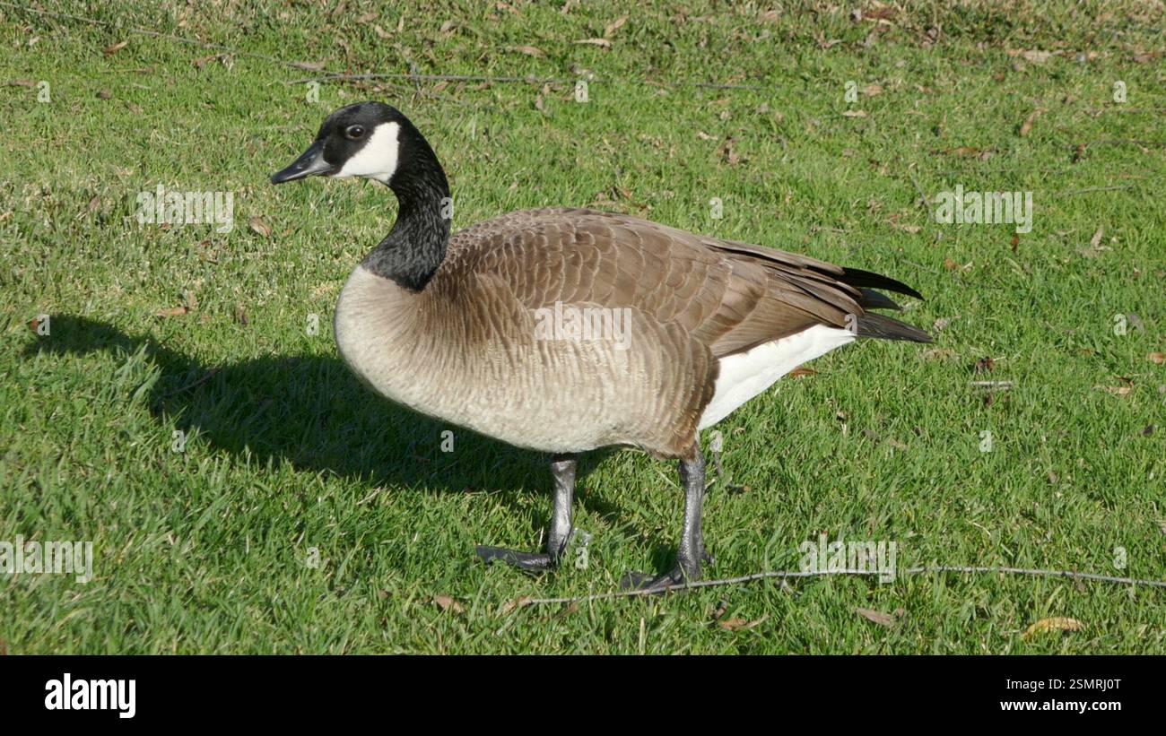 Los Angeles, Kalifornien, USA 10. Februar 2025 Canadian Goose auf dem ...