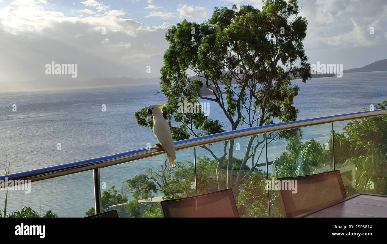 Ein weißer Kakadu auf einem Balkon von Hamilton Island blickt auf das Meer. Der neugierige Vogel ...
