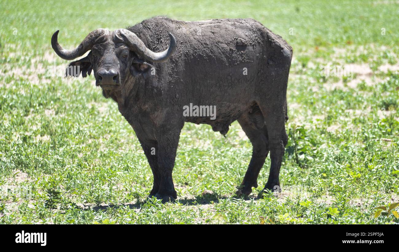 Ein atemberaubender und majestätischer Kap-Büffel steht anmutig in ...
