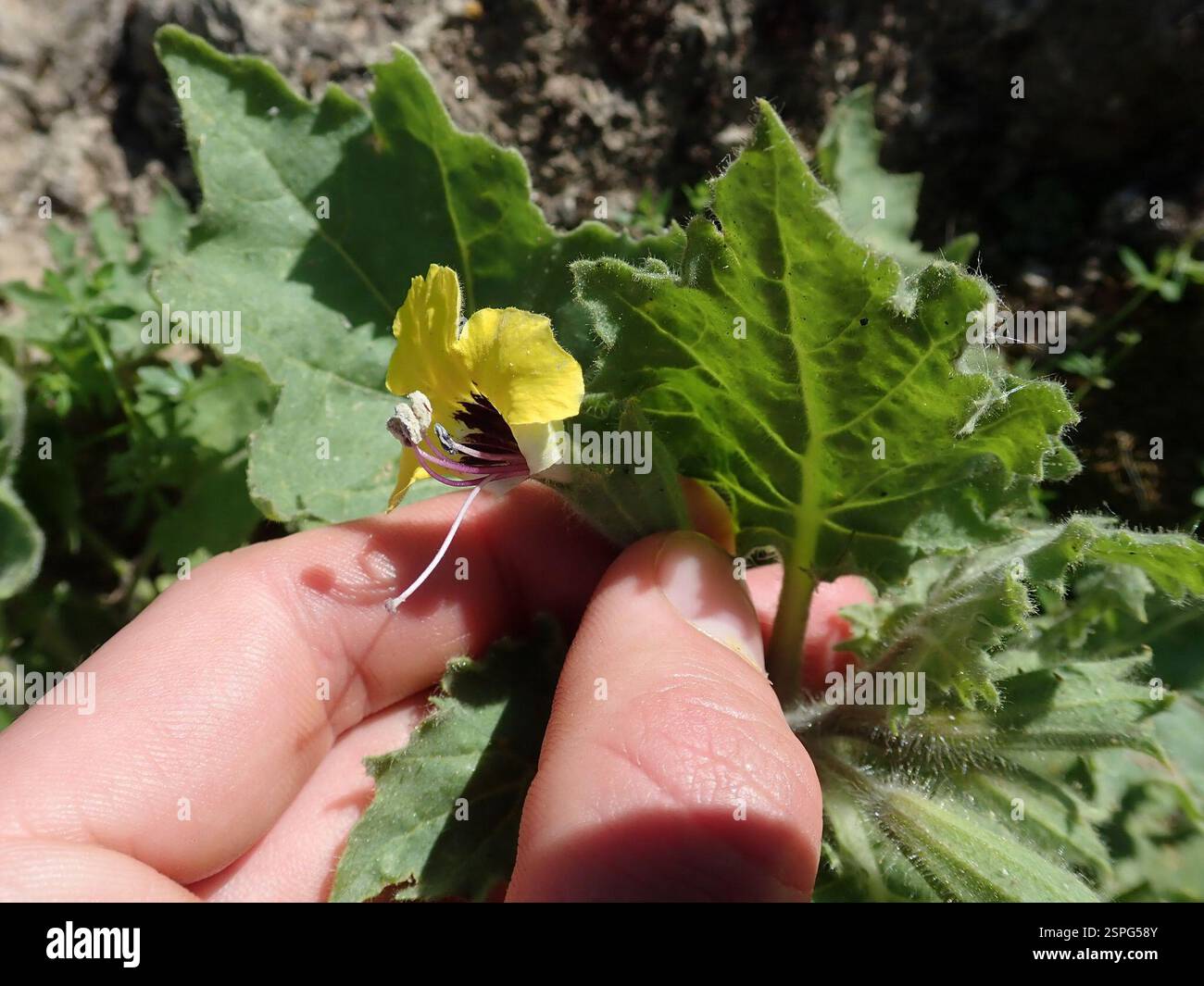 Yellow Henbane (Hyoscyamus aureus), Plantae, Kaunos Antik Kenti ...