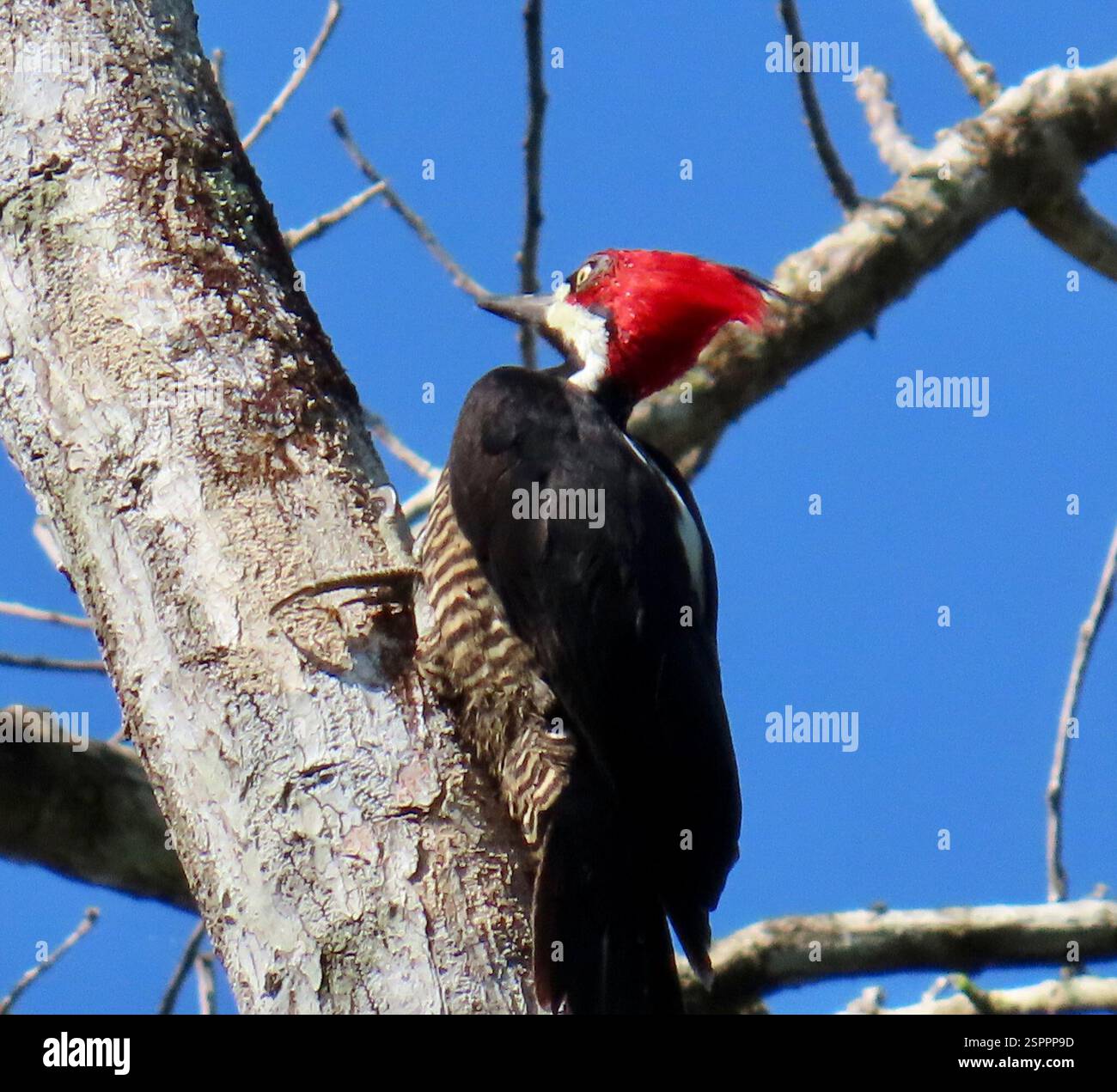 Rotspecht (Campephilus melanoleucos), Aves, Colon, PA, Rotspecht (Campephilus melanoleucos ...