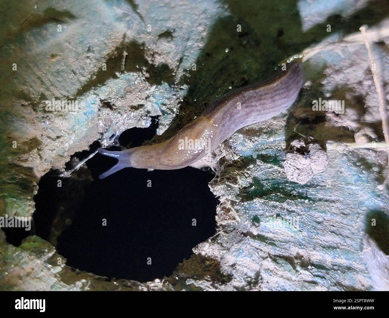 Milax gagates -Fotos und -Bildmaterial in hoher Auflösung – Alamy