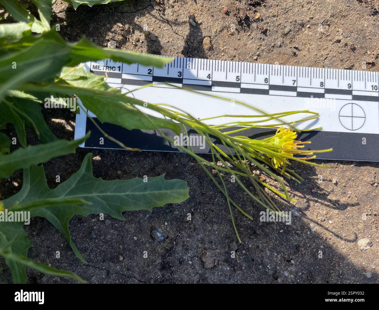 London Rocket (Sisymbrium irio), Plantae, Anza-Borrego Desert State ...